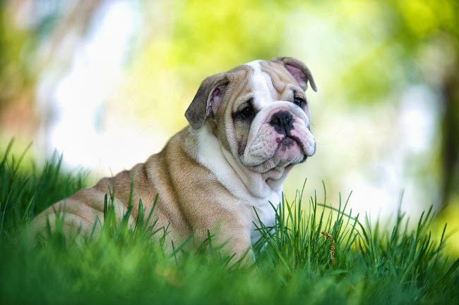 Psy rasy Buldog angielski | Na psim tropie