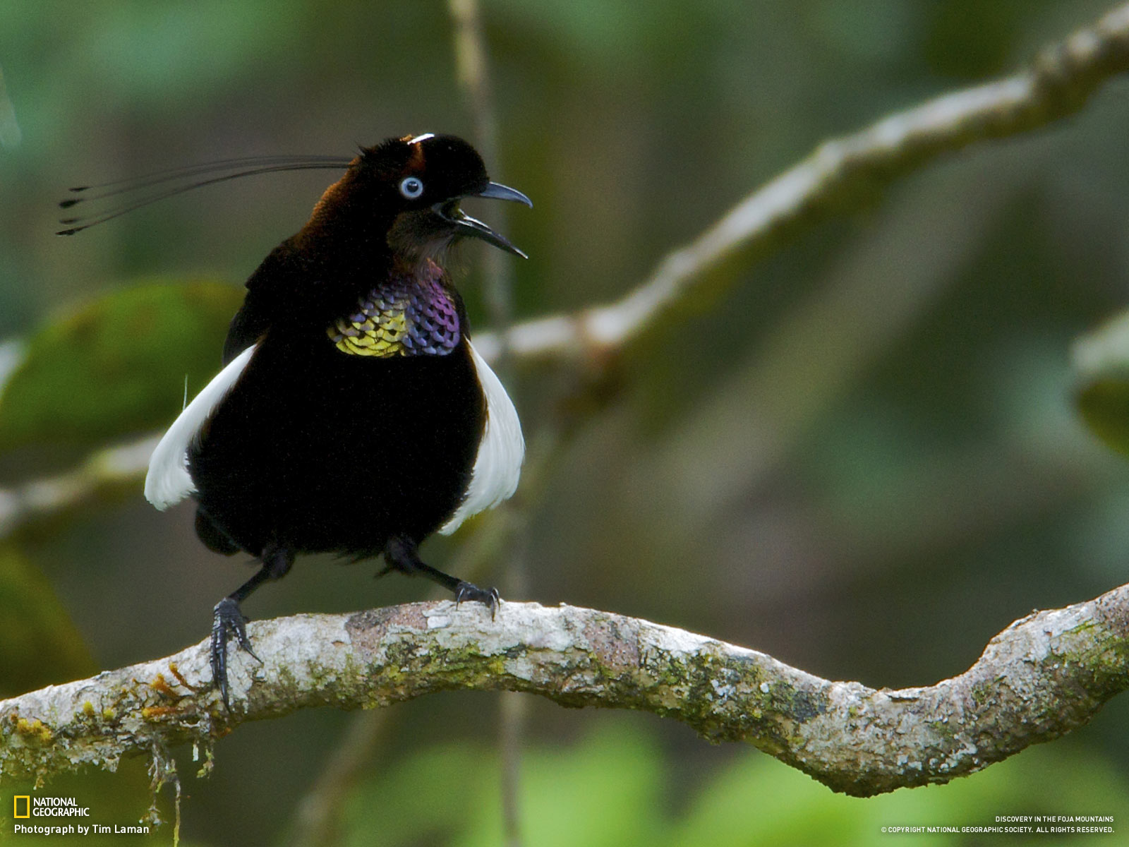 Species New to Science: [Ornithology • 2017] Taxonomic Status of ...