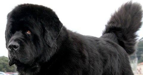 Meet The Karazans: Satchie - Happy Birthday In Heaven