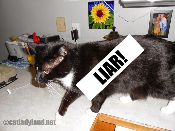 Catladyland: Cats are Funny: Liar Cat!