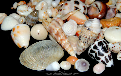 ShellsHawaii ...by Janjira: Hawaiian Seashells / Kauai shells
