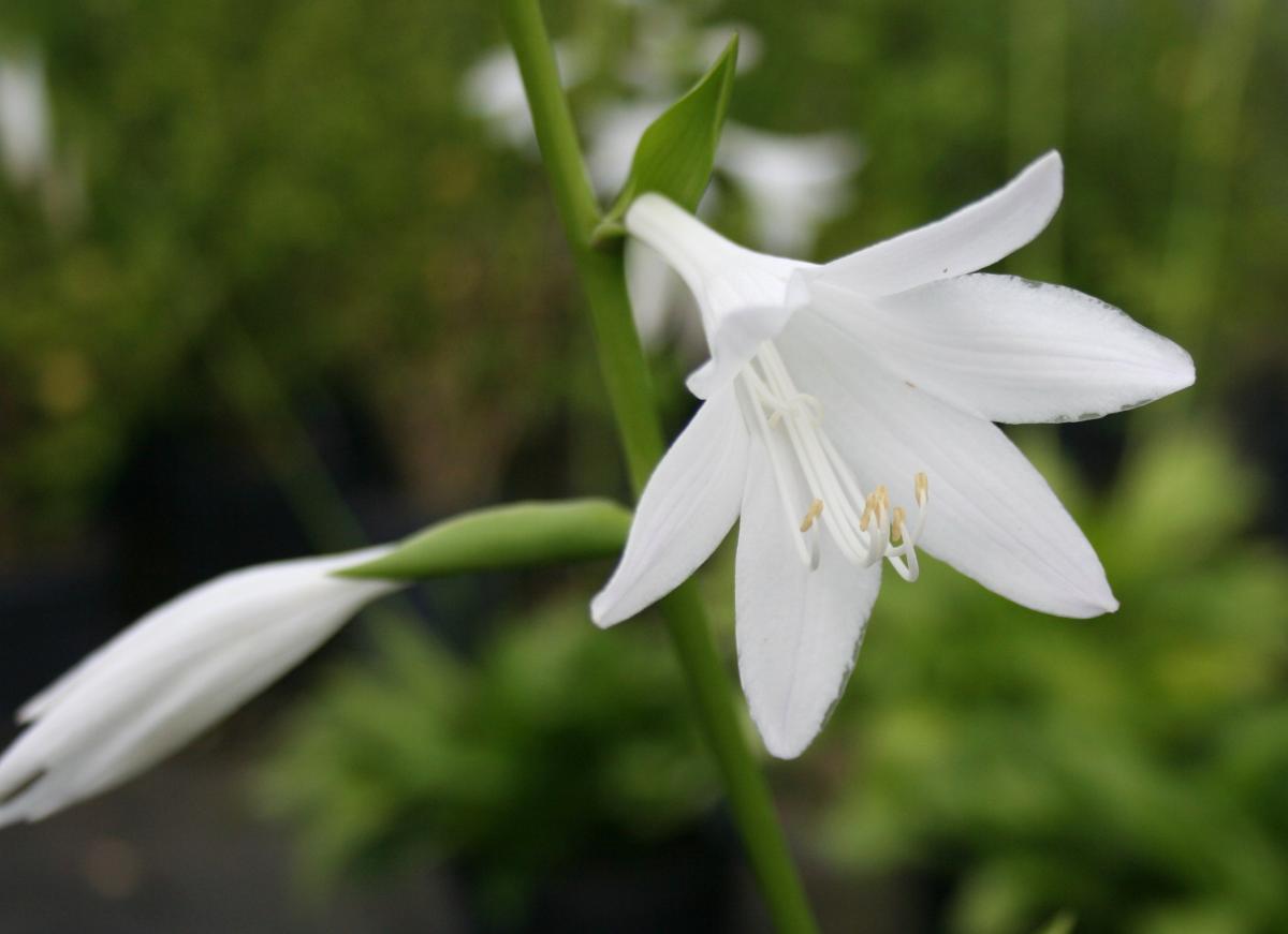 Pauca Verba: Intercessions ~ Twentieth Sunday in Ordinary Time