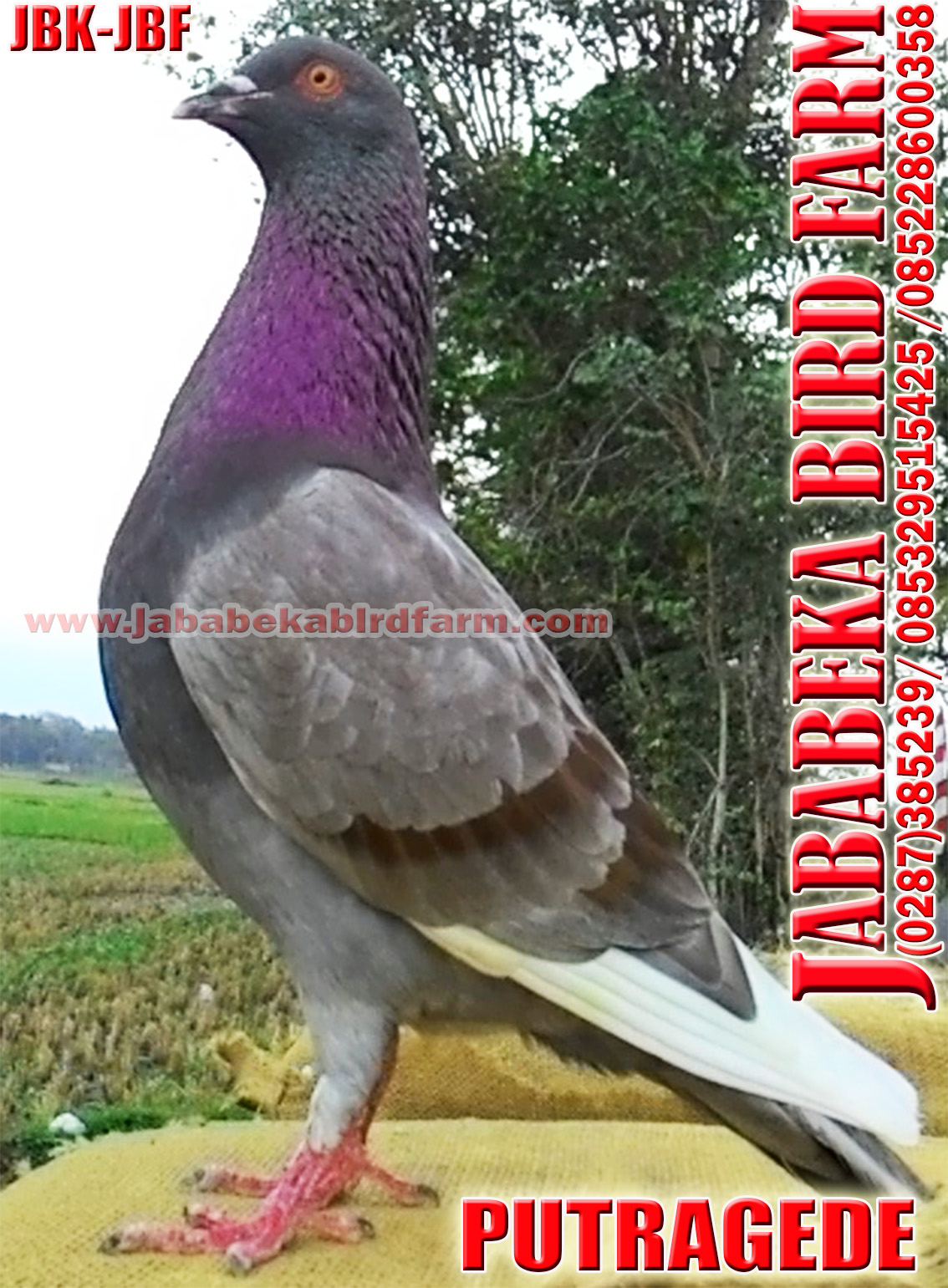 085228600358 / 085329515425 4 Karakter Kunci Merpati Kolong Juara Oleh ...