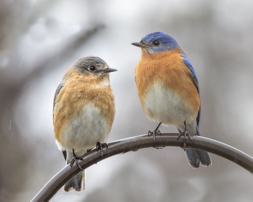 Green Meadows Preserve Blue Bird Trail: BLUEBIRD TRAIL WALK AND TALK ...