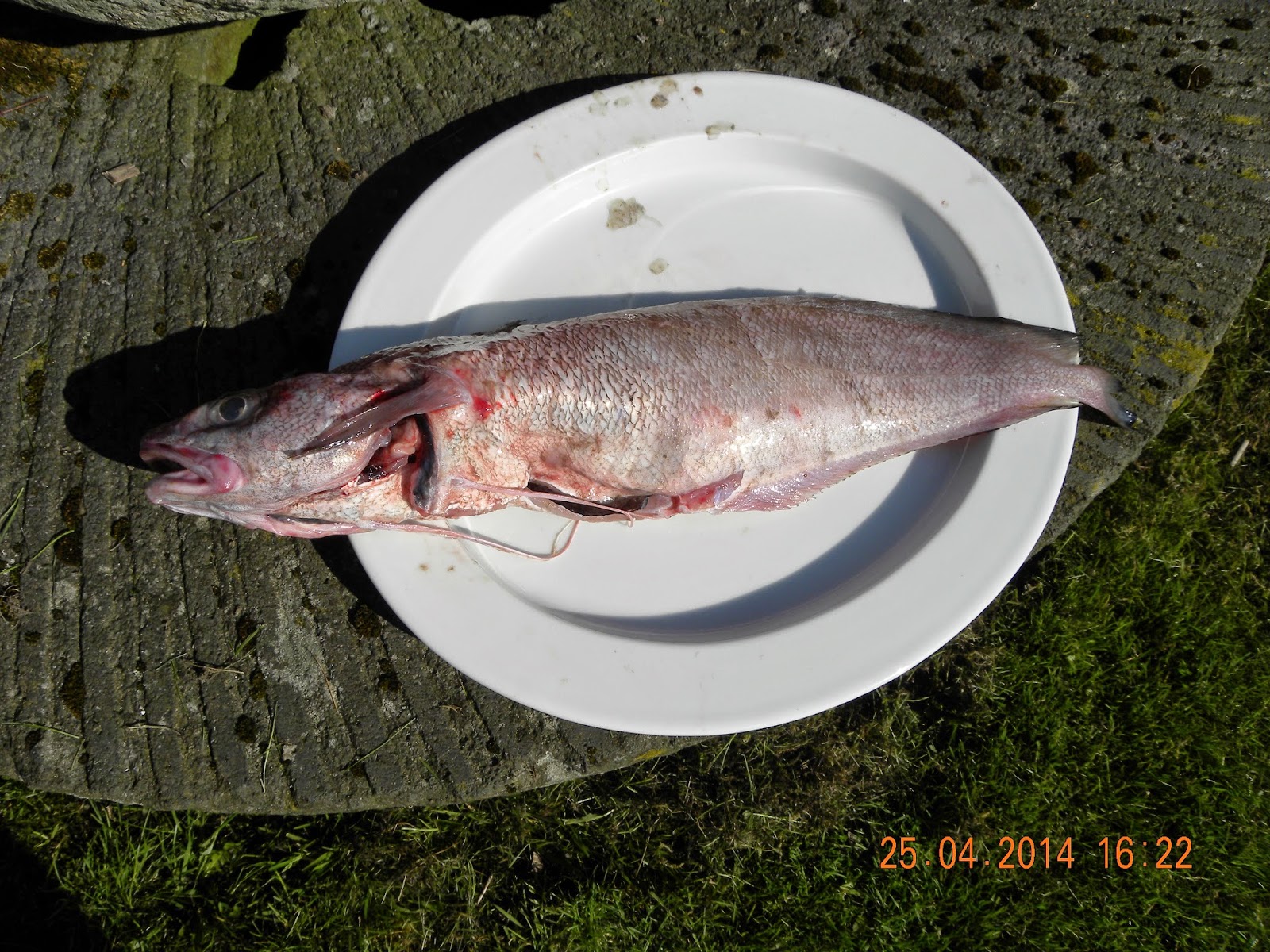 Fisk i Danmark: maj 2014