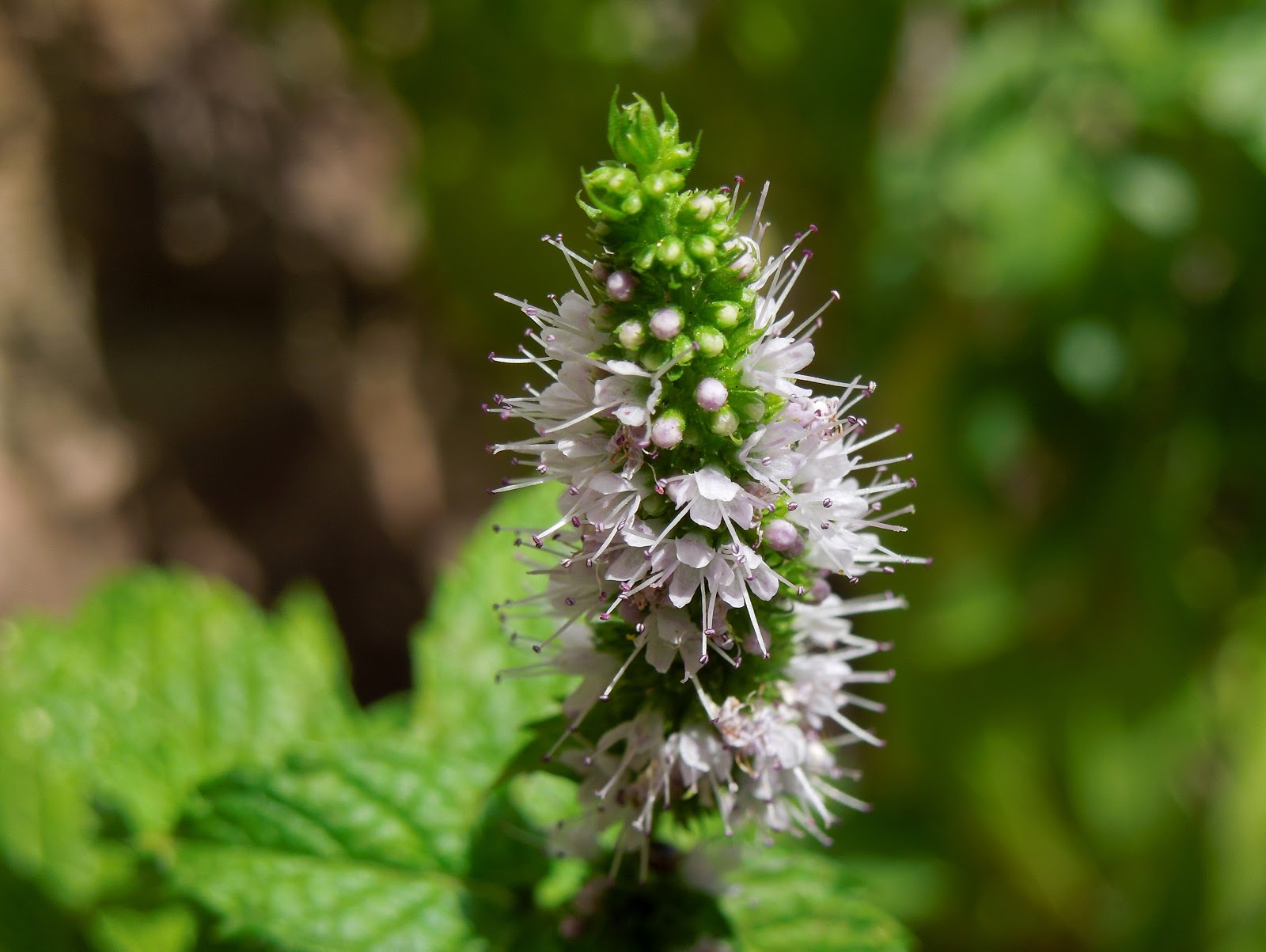 Flor de HIERBABUENA - BOTÀNIC SERRAT