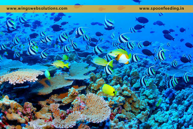 What Is Biodiversity Why Is Biodiversity Important Download Biodiversity Wallpapers what-is-biodiversity-why-is-biodiversity-important-download-biodiversity-wallpapers