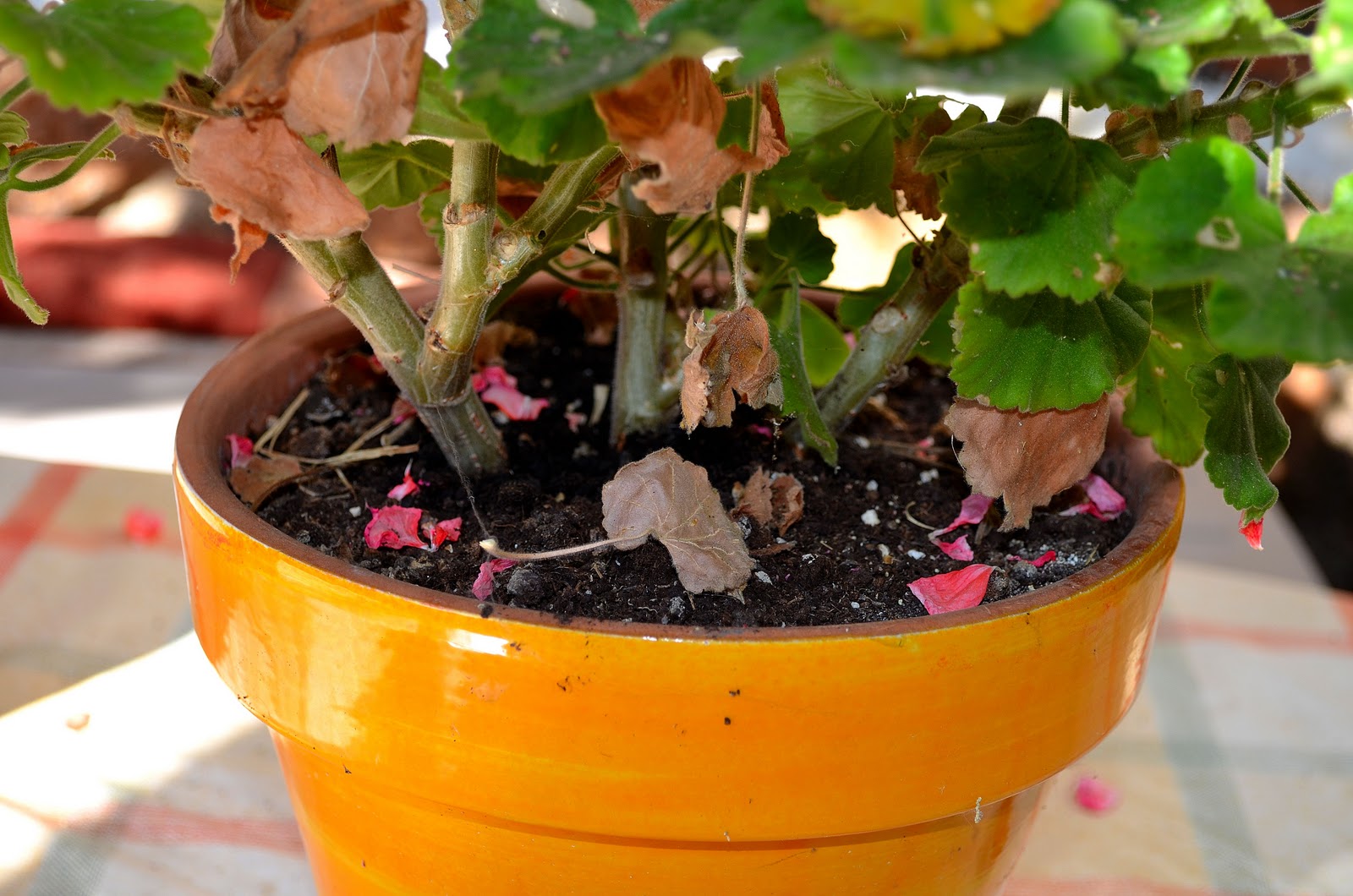 Trabajando en mi jardin: Preparar los Geranios para el invierno