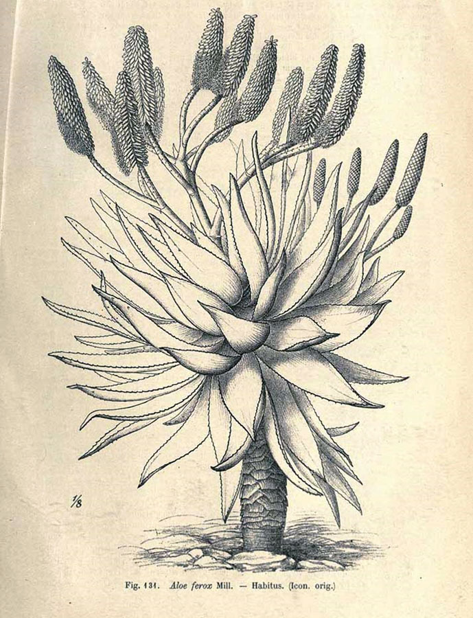 Aloes uzbrojony - opis i uprawa