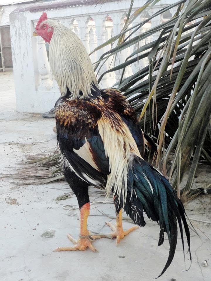 Syed Hammad Aseels ~ Pakistani Aseel Photos