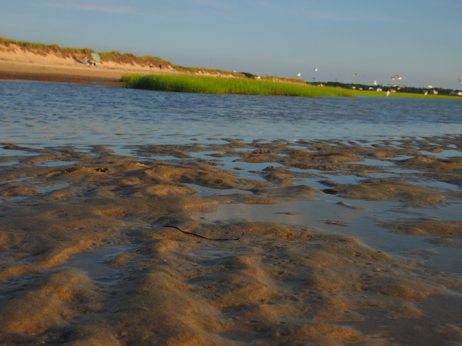 Black Swamp Cornucopia: First Encounter Beach, Cape Cod, Massachusetts