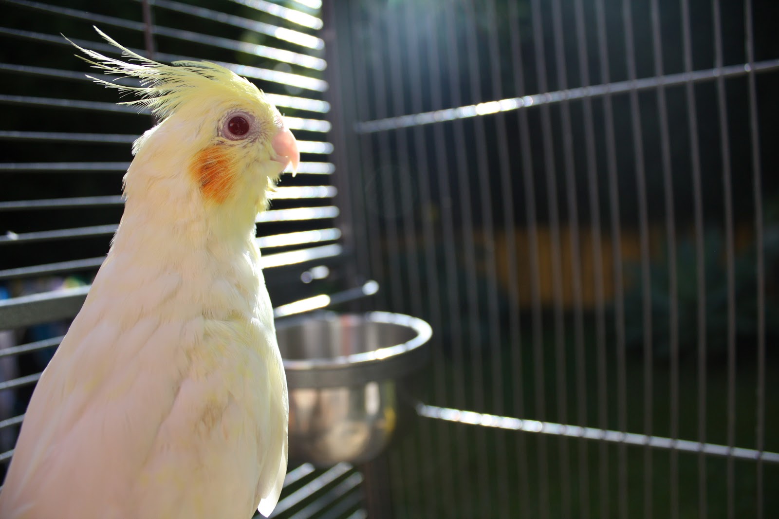 Animal World : Aves (Ninfas)