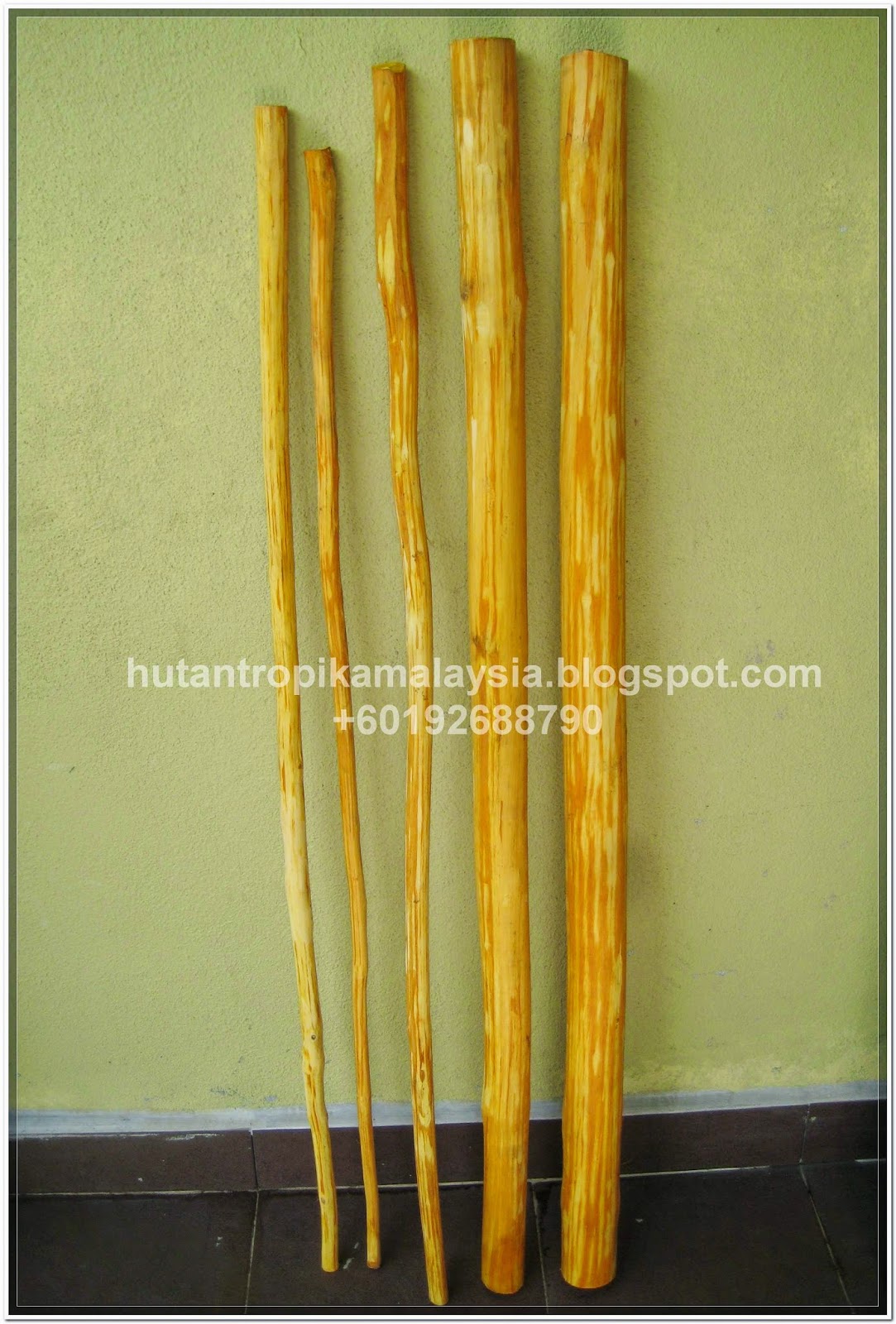 金山香料貿易 : Kayu Kemuning kuning