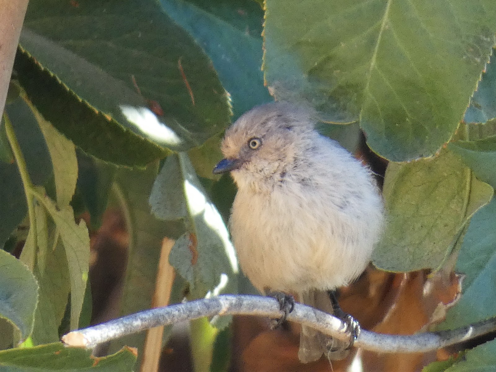 Geotripper's California Birds: A Ping Pong Ball with a Long Tail ...