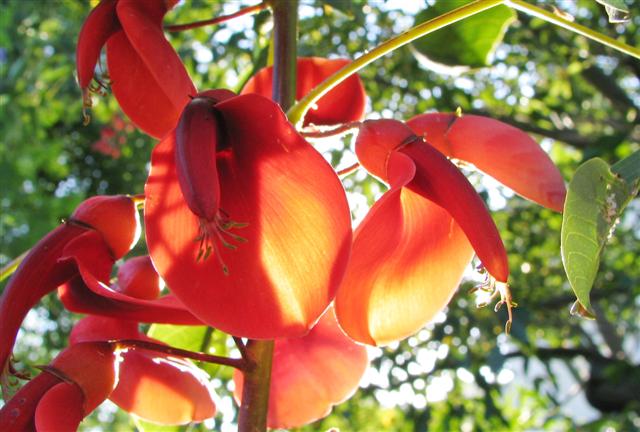 El gusto de compartir: La Flor Nacional Argentina
