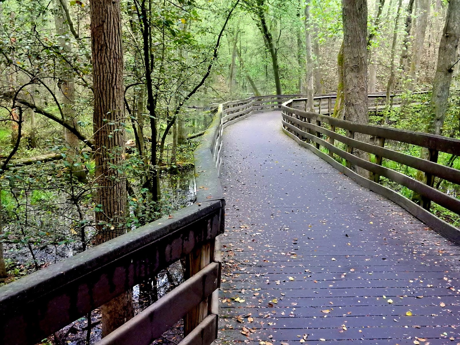 Natural Mid-Atlantic : DE Trap Pond State Park: Growing the Remains of ...