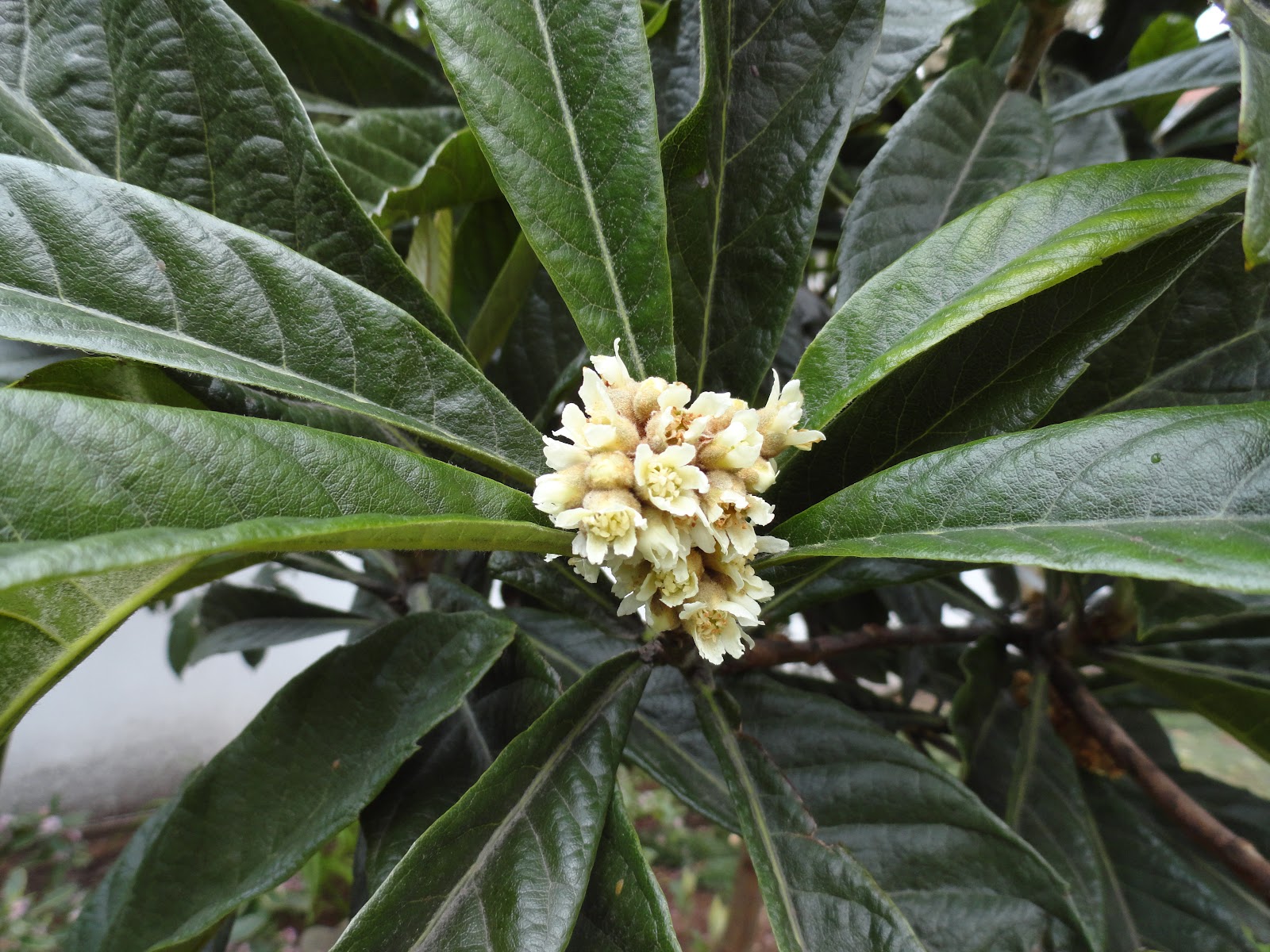 danger garden: Plant Sale! And Portland’s Lan Su Classical Chinese ...