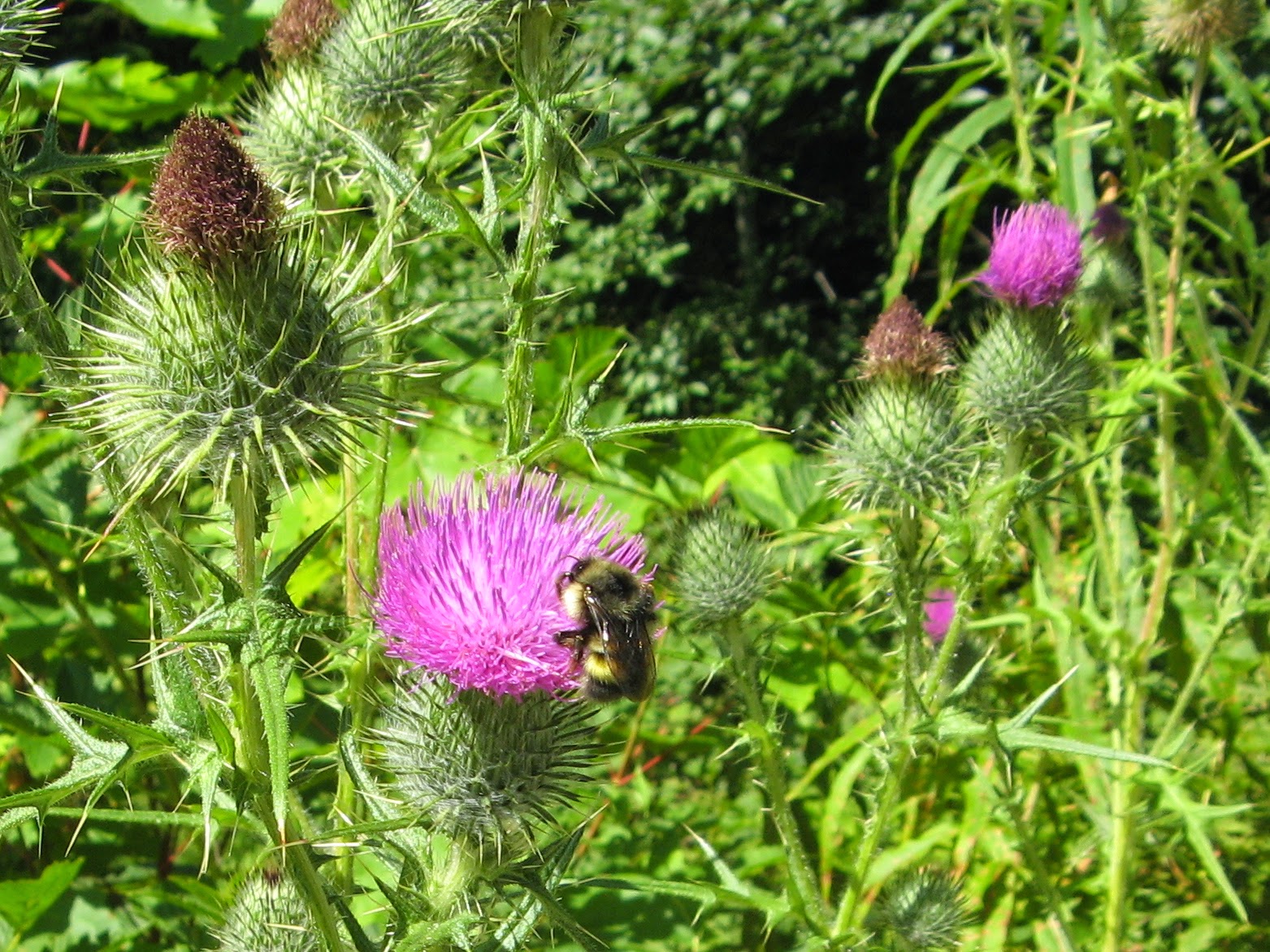 Powell River Books Blog: Coastal BC Plants: Bull Thistle