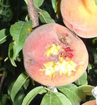 Xtremehorticulture of the Desert: Birds Love Our Fruit Trees and What to Do