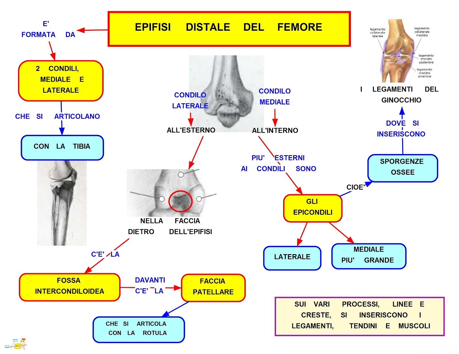 MAPPER: EPIFISI DISTALE DEL FEMORE