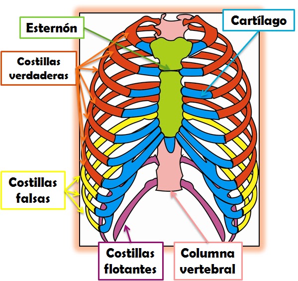 SISTEMA OSTEOMUSCULAR: SISTEMA OSTEOMUSCULAR