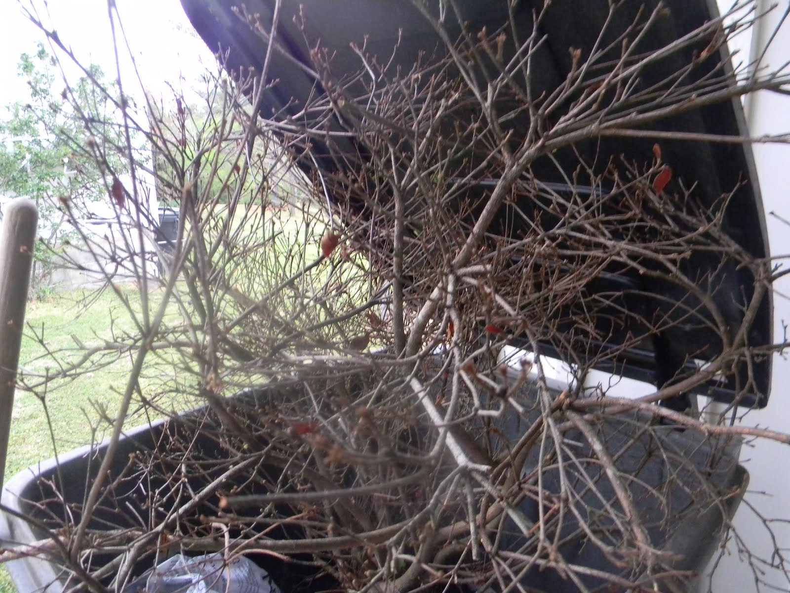 Second Times A Charm......: My pretty yard....and my dead azalea bush. RIP.