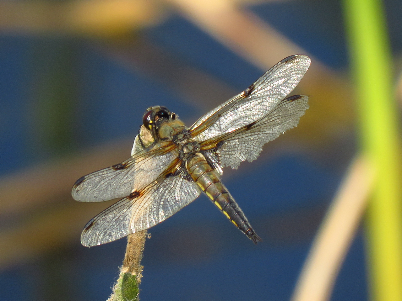 Wild at Hull: First Common Darters at North Cave Wetlands