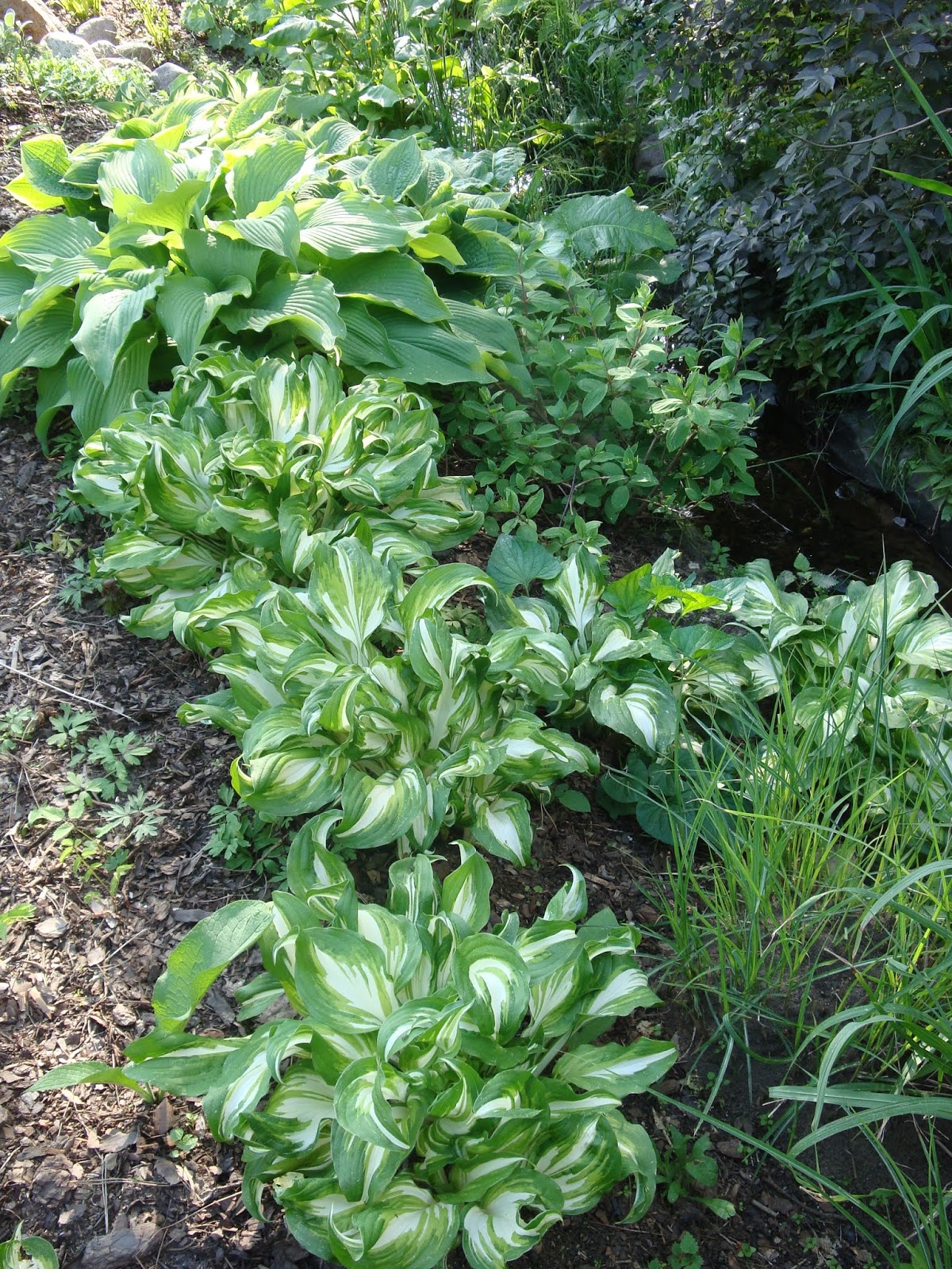 Ogród Tamaryszka: HOSTY - ROŚLINY DO CIENIA