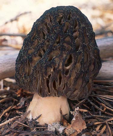 Setas y hongos: Morchella elata - Colmenilla