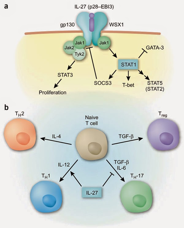 Interleukin 27 balances the immune response to influenza and reduces ...