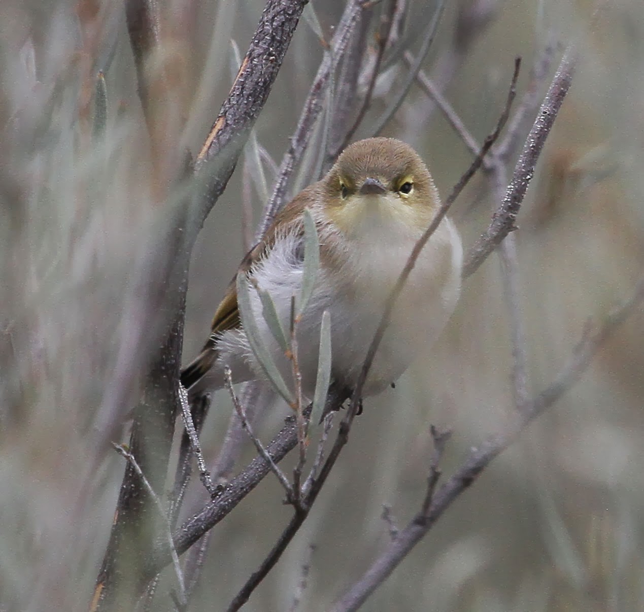 Richard Waring's Birds of Australia: Western Gerygone juvenile and ...