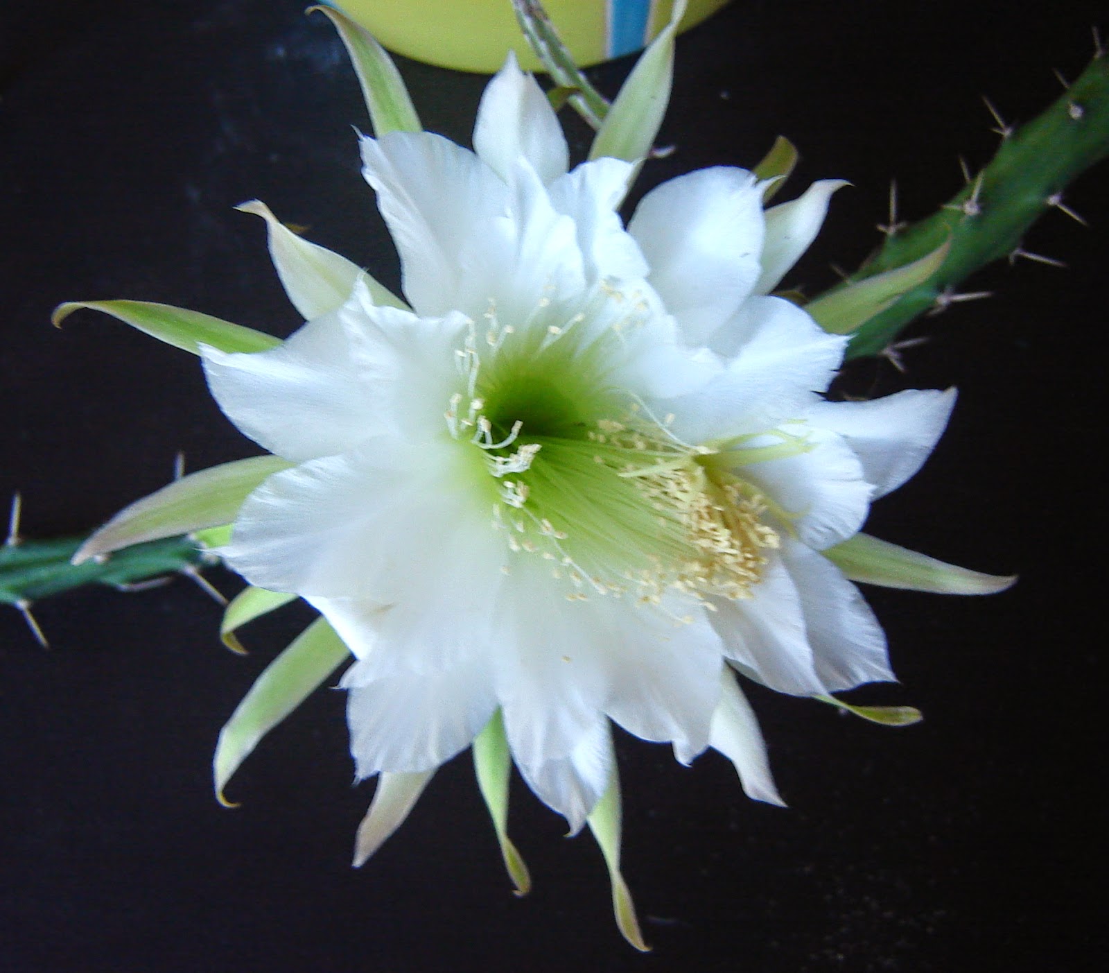 tutuna mituna: Harrisia / Pasacana