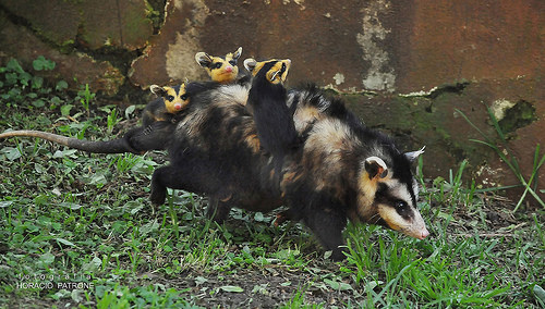 Não confunda timbu com rato, que é marsupial e semeador | Panorama Eco