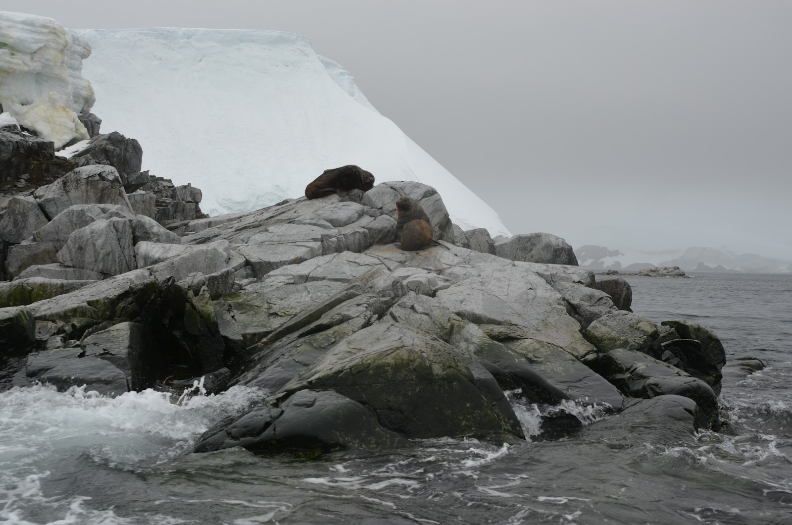ZNA-Mosaic: Antarctica Was Once Home To Rainforest, Say Scientists!