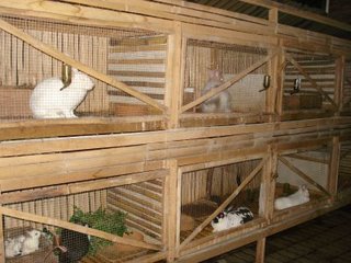 Kelinci & Family: Kandang Kelinci