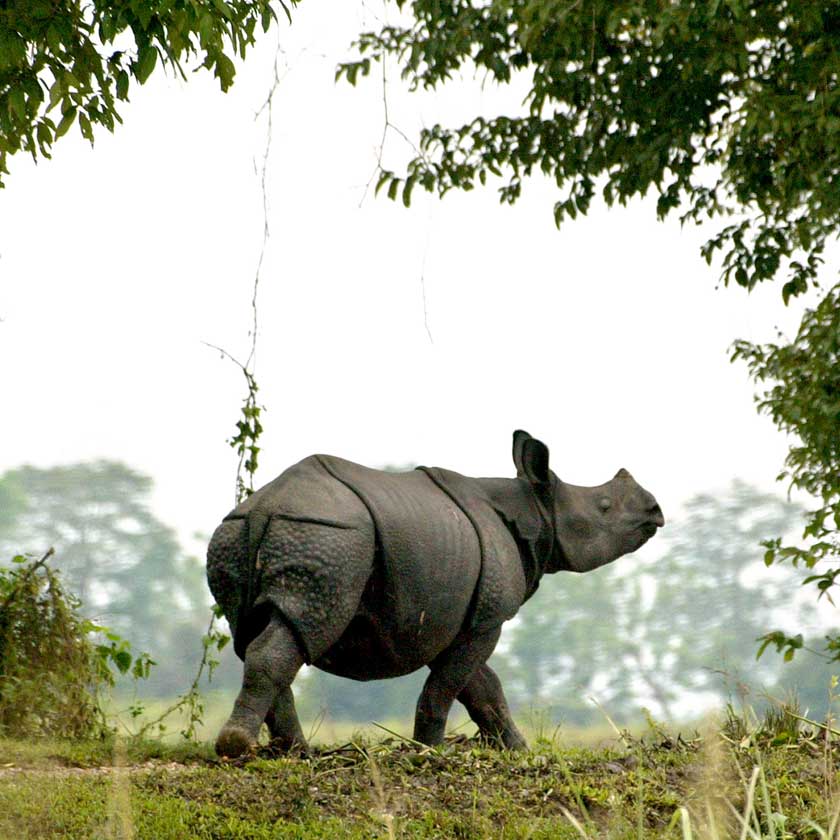 Nepal - The Land of the Himalayas: Endangered Rhino count has begun in ...