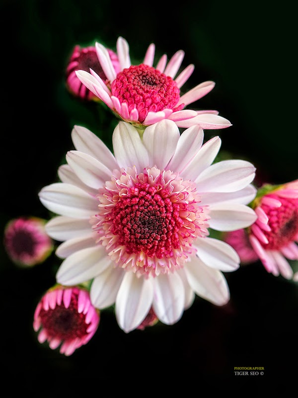Beautiful Flower Photography for Your Inspiration