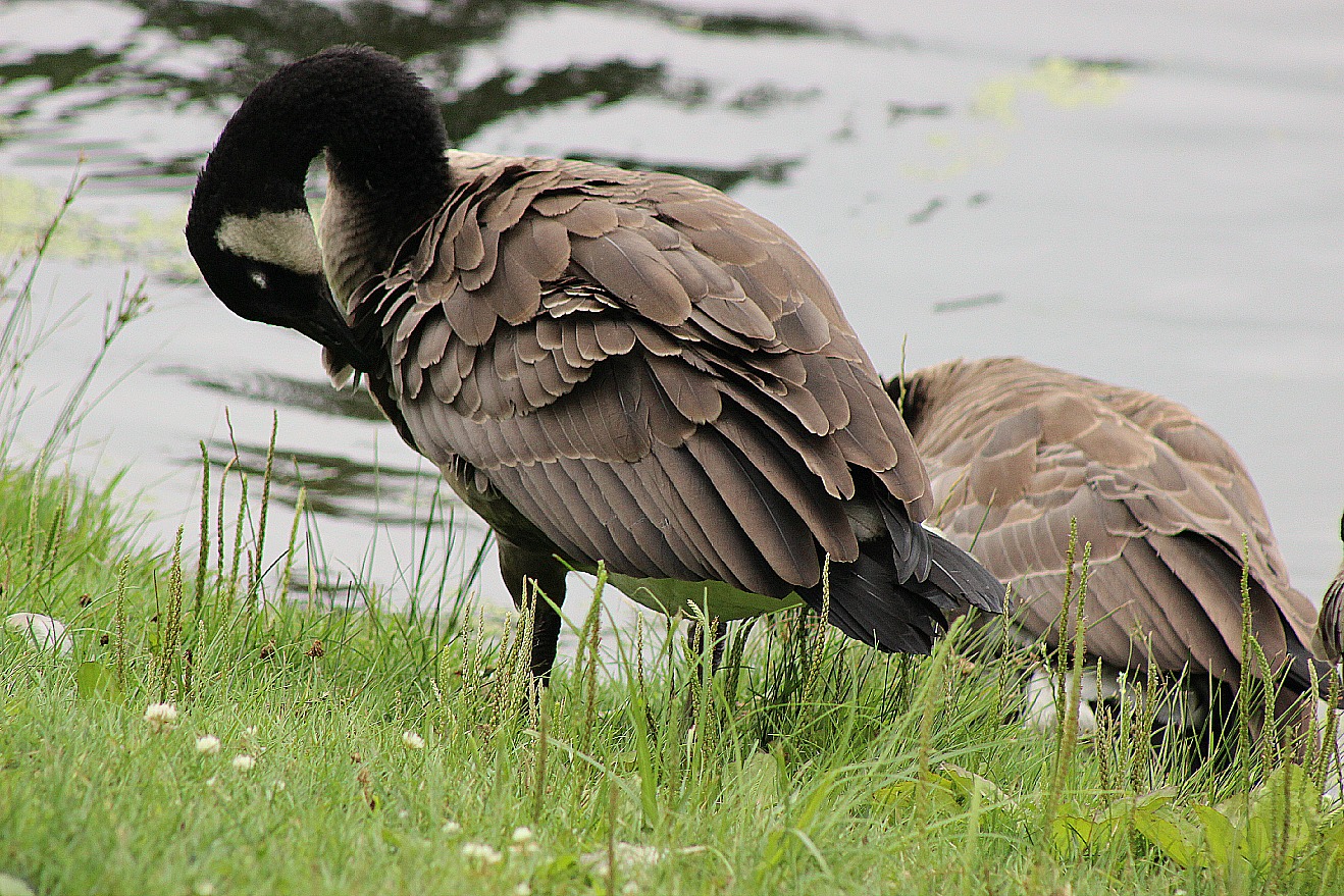 More Canadian Geese