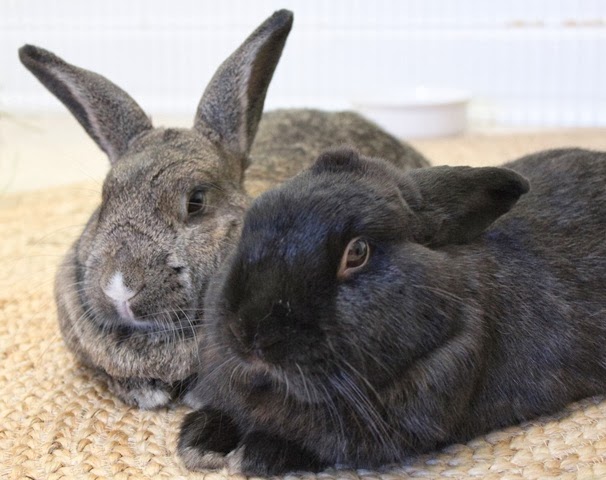 Tales from The Raspberry Rabbits: January 2014