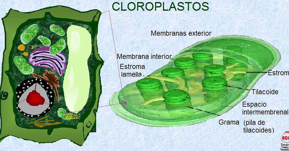BIOLOGÍA nivel enseñanza media : LOS CLOROPLASTOS
