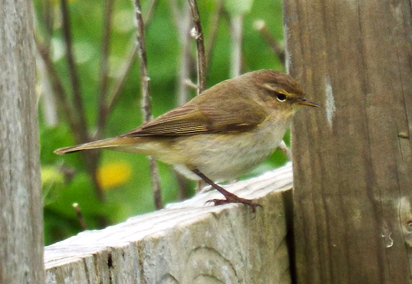 Bird Blog: Common Chiffchaff (Phylloscopus collybita)