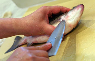 Bleeding a fish technique - BigTackleBox