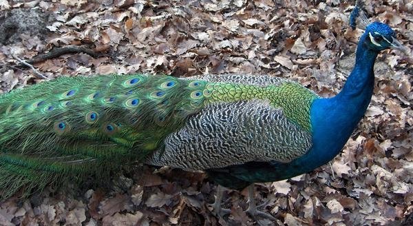 Mélodie's-Photos: Ces majestés les Paons