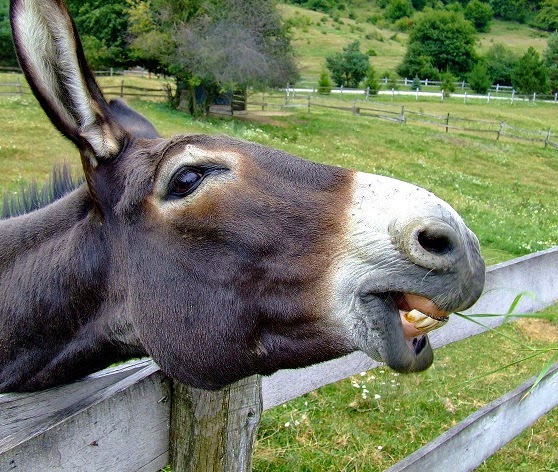 The Witty Insults and Clever Comebacks Studio: 50 Insults on Stupidity ...