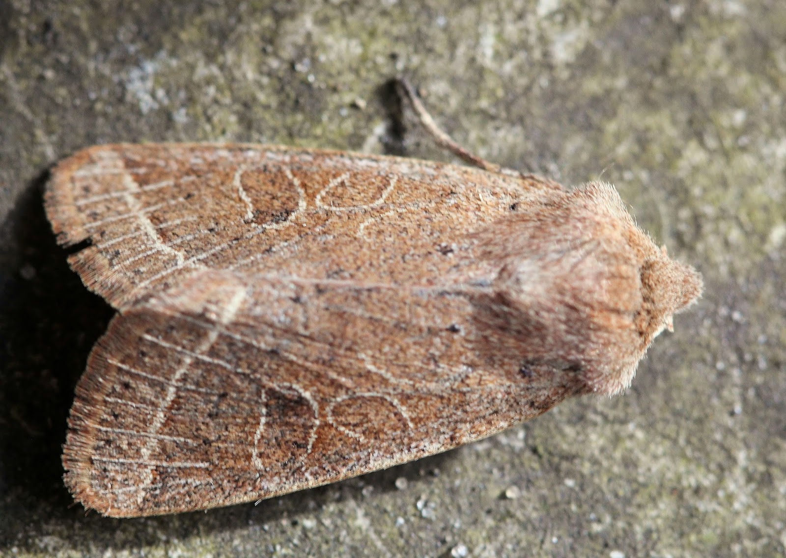 The Garden Moth Challenge: A few more moths inc Pine Beauty & Lead ...