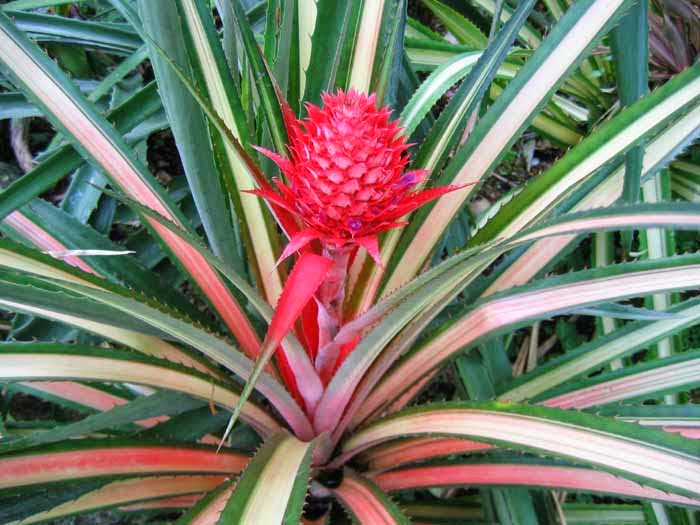 Medicinal uses of Ananas comosus