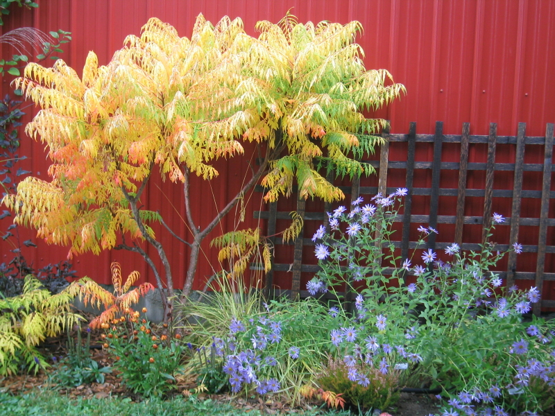 The Cranbrook Guardian: The Beauty of October