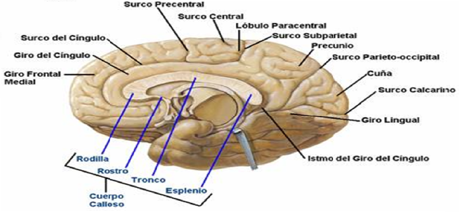 Histoembriología I. Horario 2 a 4.: SISTEMA LÍMBICO