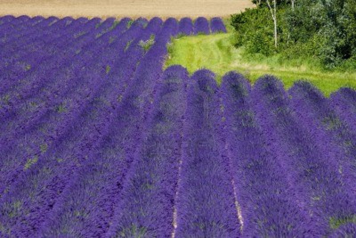 La Delicà: primavera lila