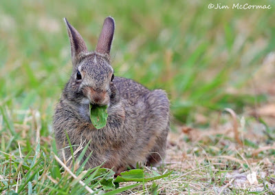 Ohio Birds and Biodiversity: Young rabbits galore
